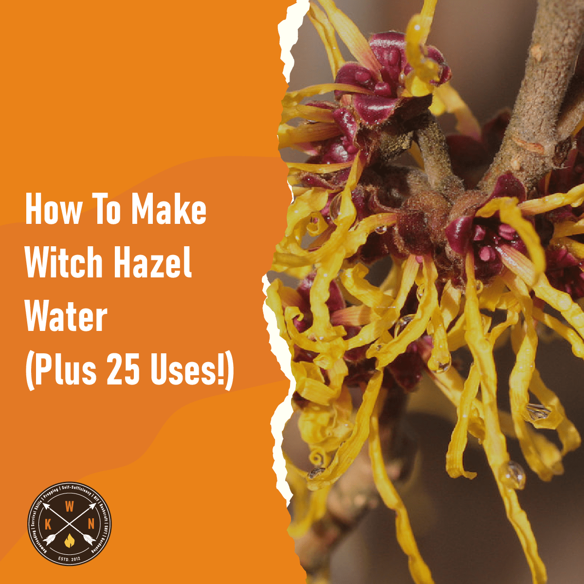 How To Make Witch Hazel Water (Plus 25 Uses!)