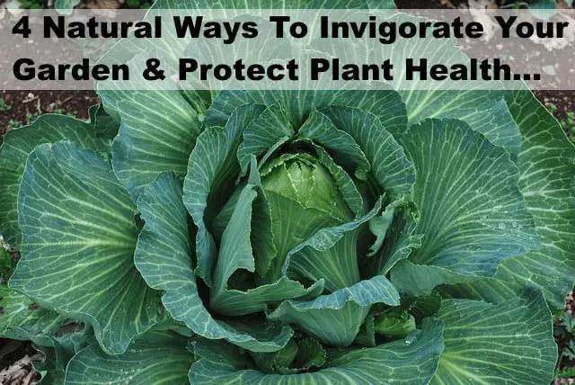 Natural Ways To Invigorate Your Garden And Protect Plant Health