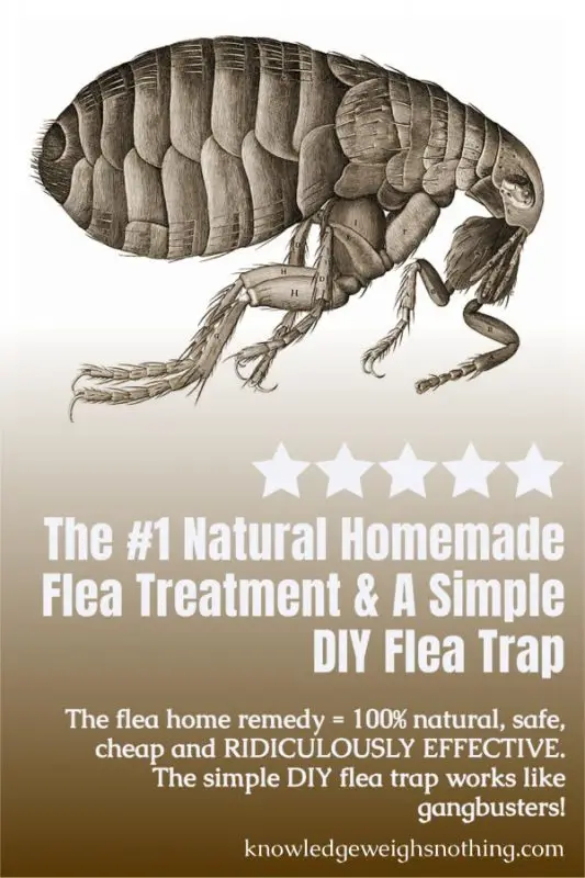 #1 Natural DIY Flea Treatment & A Simple Homemade Flea Trap