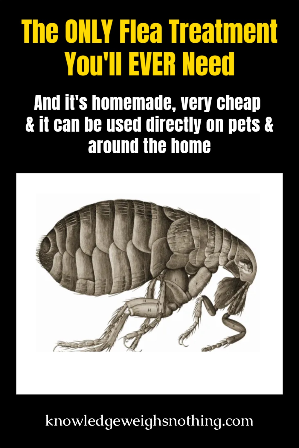 The ONLY Flea Treatment You'll Need & It's CHEAP & Homemade!