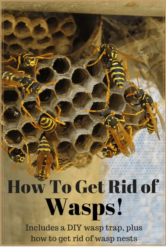 How To Get Rid Of Wasps: Includes A DIY Wasp Trap!