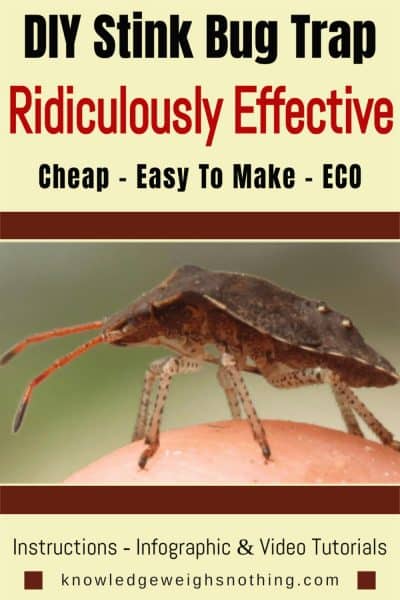 The No 1 BEST Homemade Stink Bug Trap To Make (TESTED!)